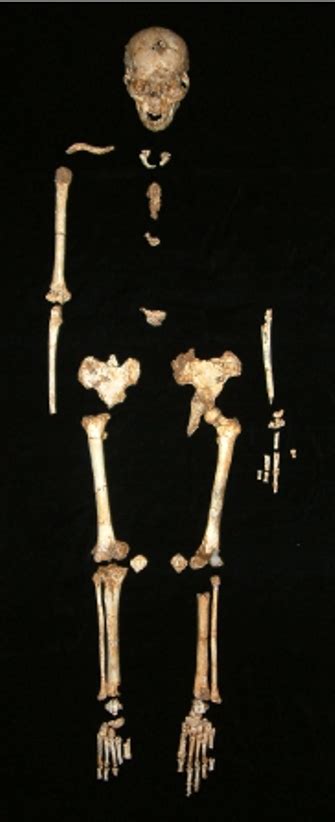 Homo Floresiensis Making Sense Of The Small Bodied Hominin Fossils