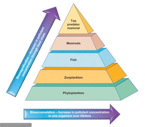 Bioaccumulation Insightsias