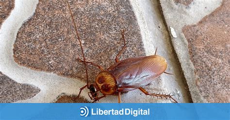 Cucaracha Americana La Plaga Voladora Que Ya Se Extiende Por El 90 De