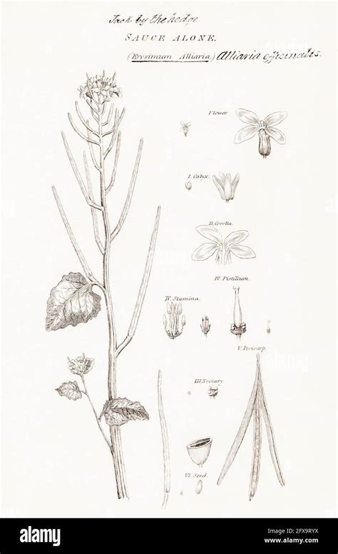 Copperplate Botanical Illustration Of Hedge Garlic Alliaria Petiolata