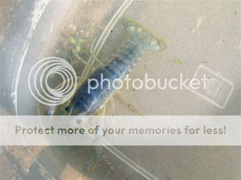 Marble Crayfish Marmorkrebs