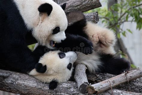 Precious Moment Of Mother Panda And Her Cubbies Wolong Panda Base