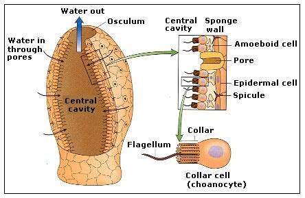 Sea Sponge Anatomy