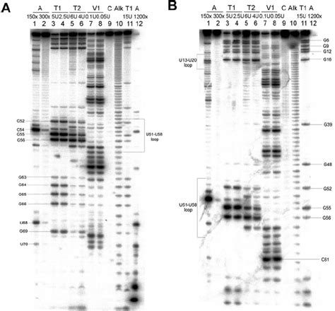 Enzymatic Probing Of 5 Ј End Labeled Ba 77 Rna A The Rnas Were Download Scientific Diagram