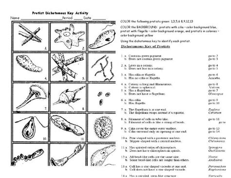 Protist Dichotomous Key Worksheet Activity In 2025 Dichotomous Key