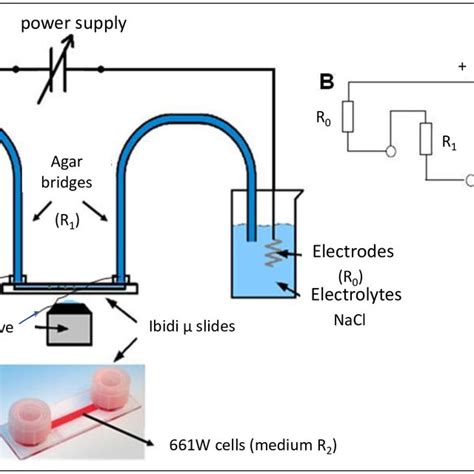 Schematic Drawing Of The Experimental Set Up Used In The Migration