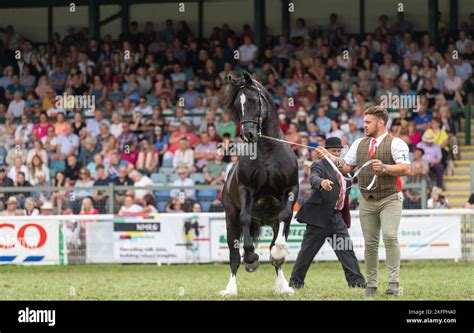 Welsh Cob Stallion Classes At The Royal Welsh Show 2022 In The Main