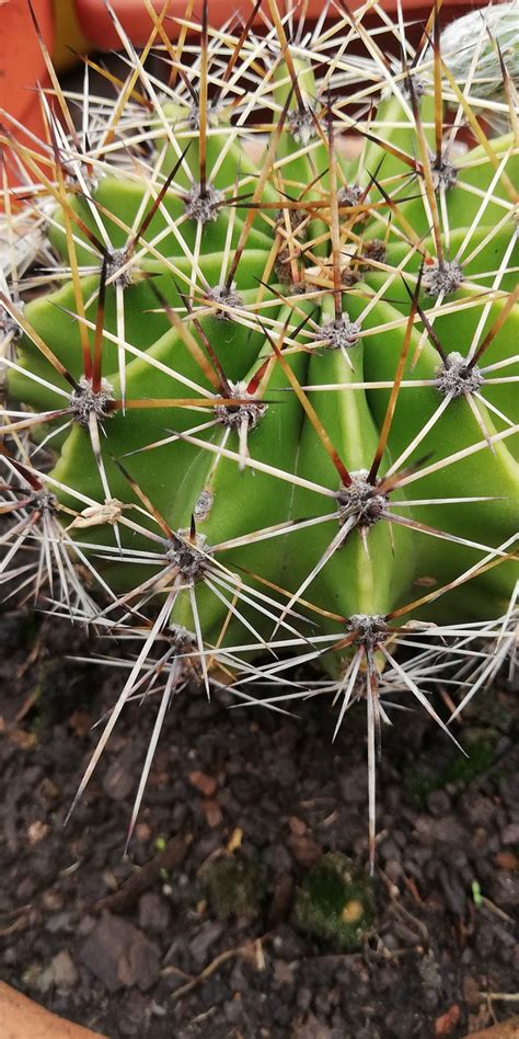 인스 타 그램 선인장 Pixabay의 무료 사진 Pixabay