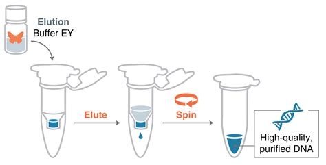 Essential Tips For Pcr And Dna Cleanup Maximize Your Dna Purity And