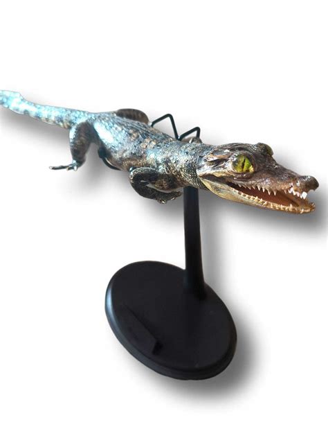 Siamese Crocodile Taxidermy Full Body Mount Crocodylus Siamensis 33 Cm 8 Cm 3 Cm Cites