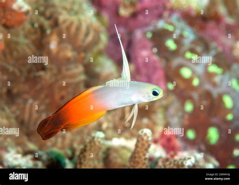 Red Fire Goby Fire Fish Goby Or Magnificent Fire Dart Fish Swims