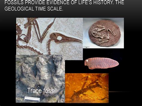 evidence for evolution ppt download