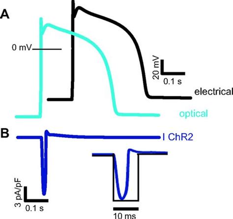 Cardiac Optogenetics American Journal Of Physiology Heart And