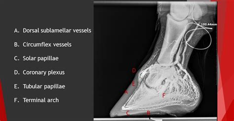 Equine Digital Venogram By Ric Redden Dvm