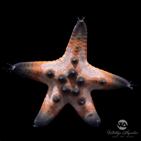 Chocolate Starfish Saltwater