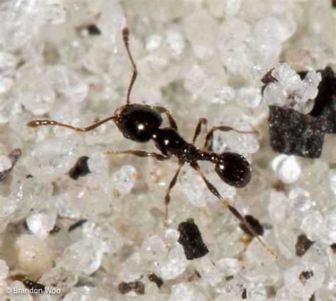 Pheidole Adrianoi Bugguide Net