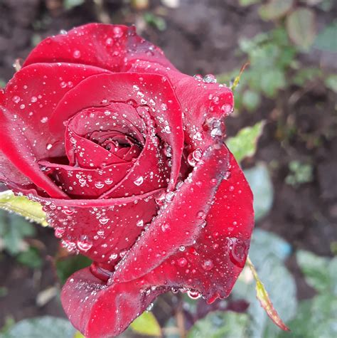 ჰოლანდიური ვარდები