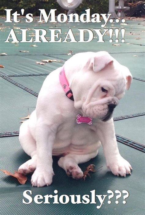 75 Funny Monday Memes Quotes For Dump A Day Explorepic