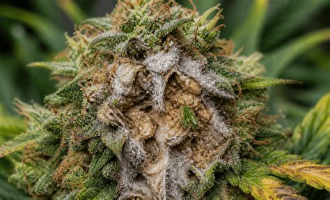 Autoflower Bud Rot Signs Causes And Prevention Guide Auto Seeds