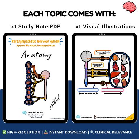 Autonomic Nervous System Taimtalksmed Medicine Lectures Notes And Illustrations
