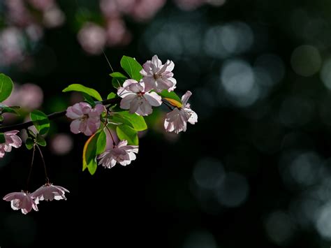 배경 화면 핑크 사쿠라 꽃잎 꽃 백라이트 라이트 서클 7680x4320 Uhd 8k 그림 이미지