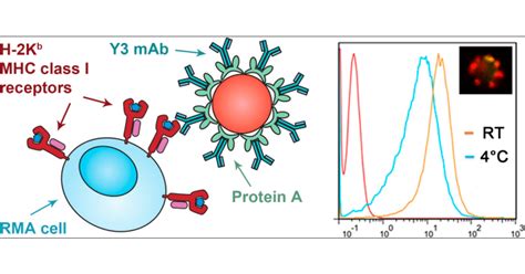 Protein A Functionalized Polyelectrolyte Microcapsules As A Universal Platform For Enhanced