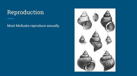 Mollusks Quade Peyton Ppt Download