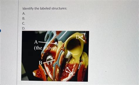 Solved Identify The Labeled Structures A B C D Chegg