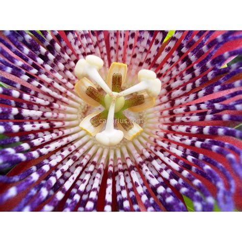 Buy Passiflora Quadrangularis With Canarius
