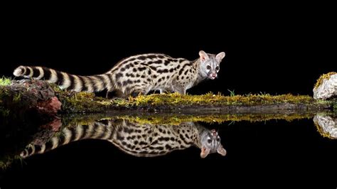 Best 13 Pardine Genet From Senegal Eastwards To Ghana Artofit