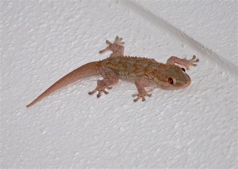 Mediterranean House Gecko Hemidactylus Turcicus Algarve Po Flickr