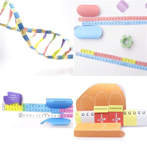 DNA Teach Learn With Paper Models Babe Science Experiments Biology Classroom Biology