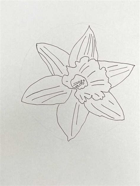 How To Draw A Daffodil From Multiple Views Picture Box Blue