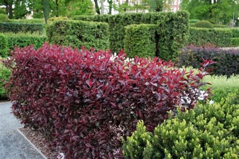Best Images About Garden Shrubs On Pinterest Snowflakes Prunus And Hedges