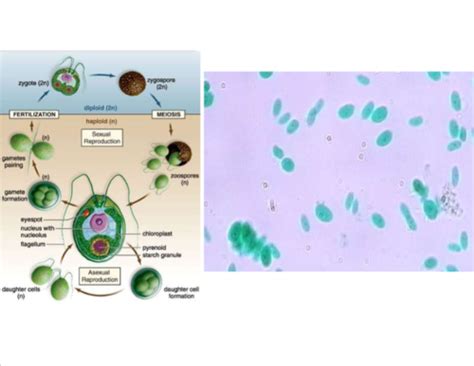 Protista Flashcards Quizlet