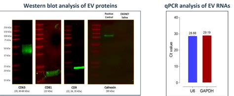 Exosome Services Researchdx