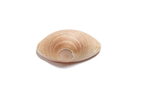 Premium Photo Smooth Shell Isolated On White Background