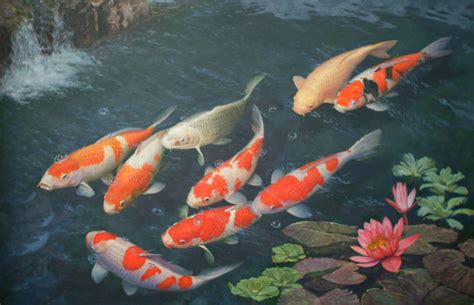 100 Koi Fish Backgrounds
