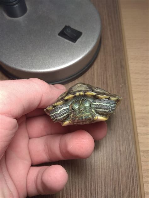 Is That Pyramiding R Turtle