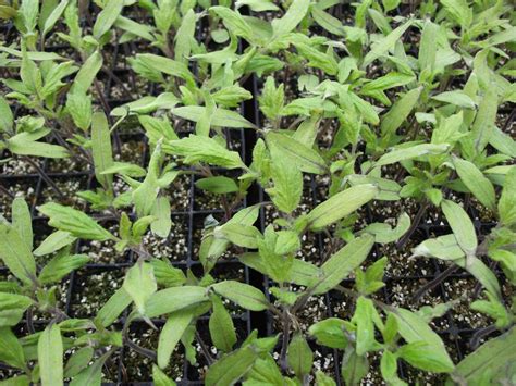 Seedlings Hill Nurseries