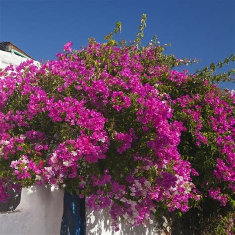 8 Plantes Grimpantes Pour Métamorphoser Votre Pergola