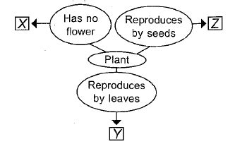 Refer To The Given Flow Chart And Select The Option Which Correctly Identifies X Y And Z X Y Z