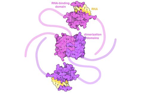 Structure Of Sars Cov 2 Nucleocapsid Highlighted As The Molecule Of The Month