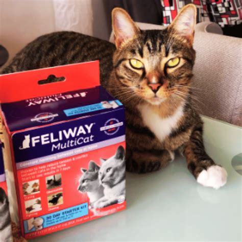 Fur Real Picking The Best 5 Calming Diffusers For Cats