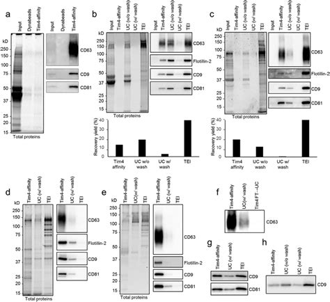 Tim4 Affinity Purification Of Sevs A Thioglycollate Elicited Mouse Download Scientific