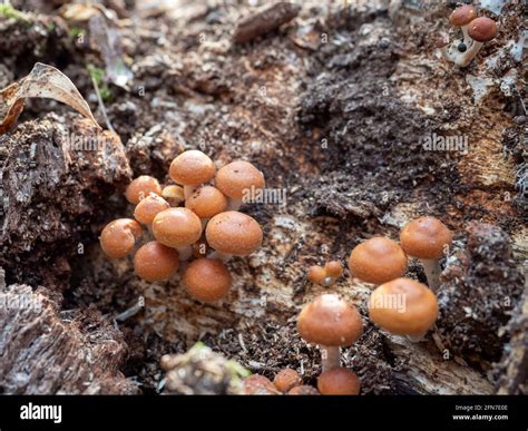 Small Brown Fungi Pholiota Species Mornington Peninsula Australia