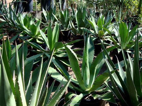Danger Garden Desert Gardens Nursery Phoenix AZ