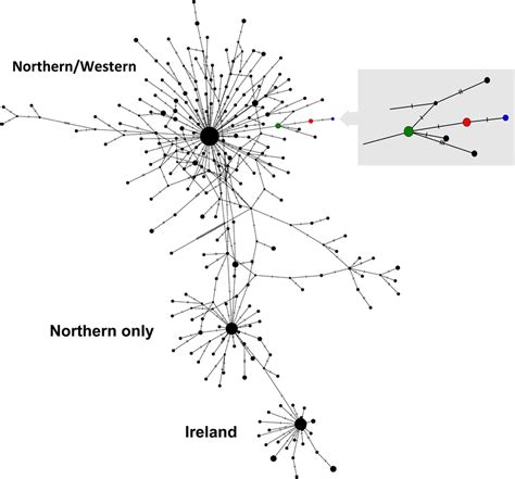 Statistical Parsimony Network Showing The Relationships Between Cytb