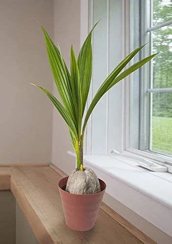 Puspita Nursery Coconut Mekong Delta Vietnam Dwarf Live Plant Vietnam Coconut Tree Plant