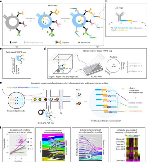 Schematic Representation Of Traps Seq Workflow Ab Cells Were
